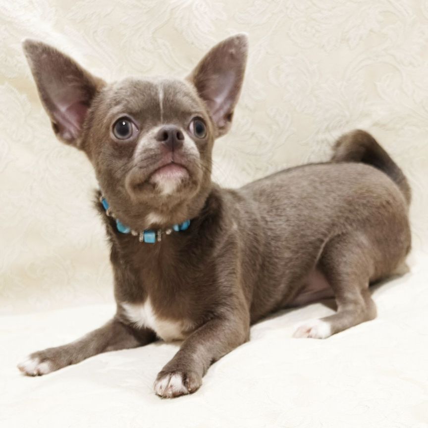 Чихуахуа, щенок