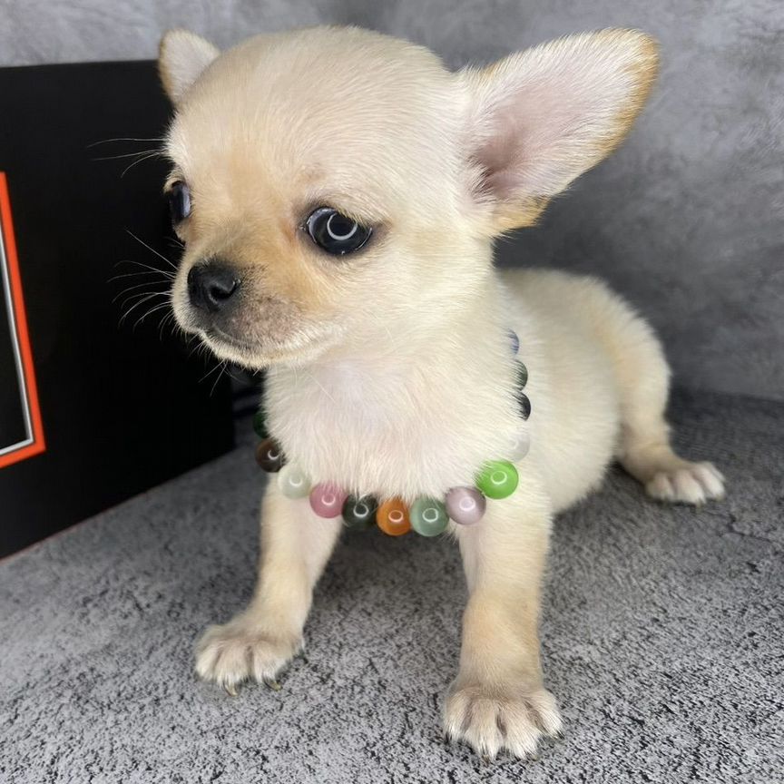 Кукольный mini мальчик чихуахуа