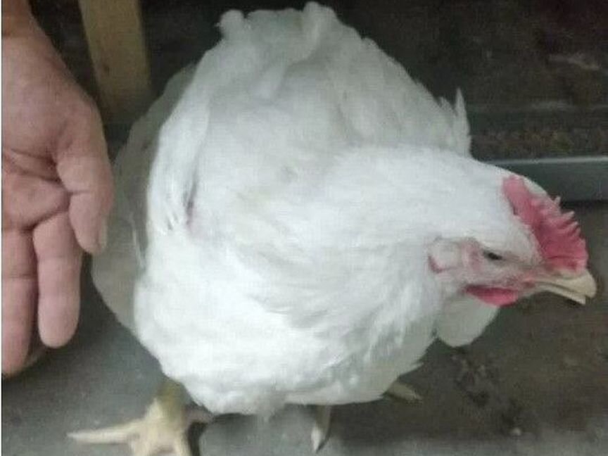 Домашние куры бройлеры