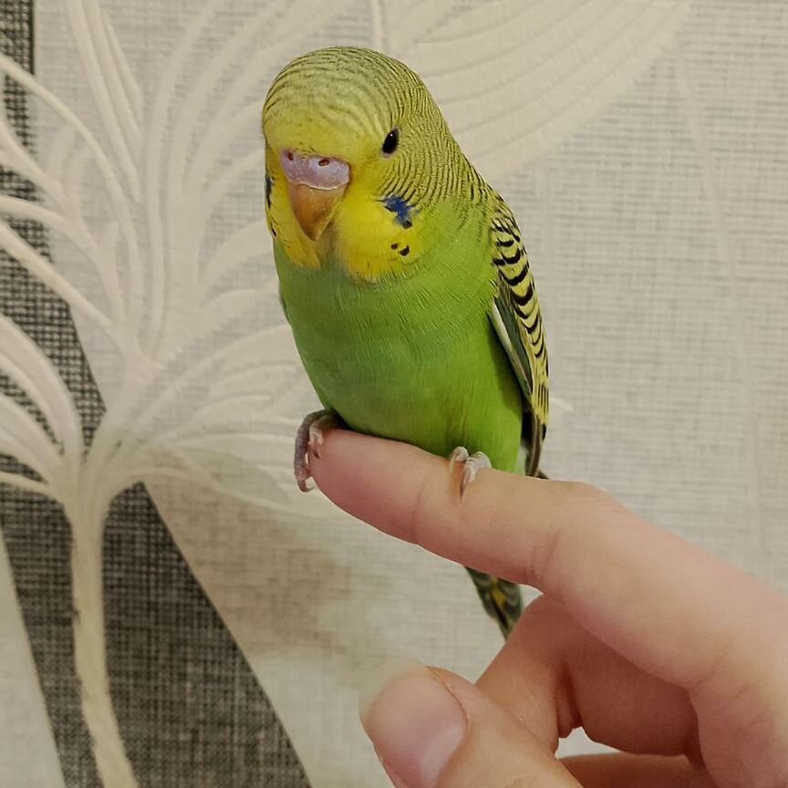 Волнистый попугай