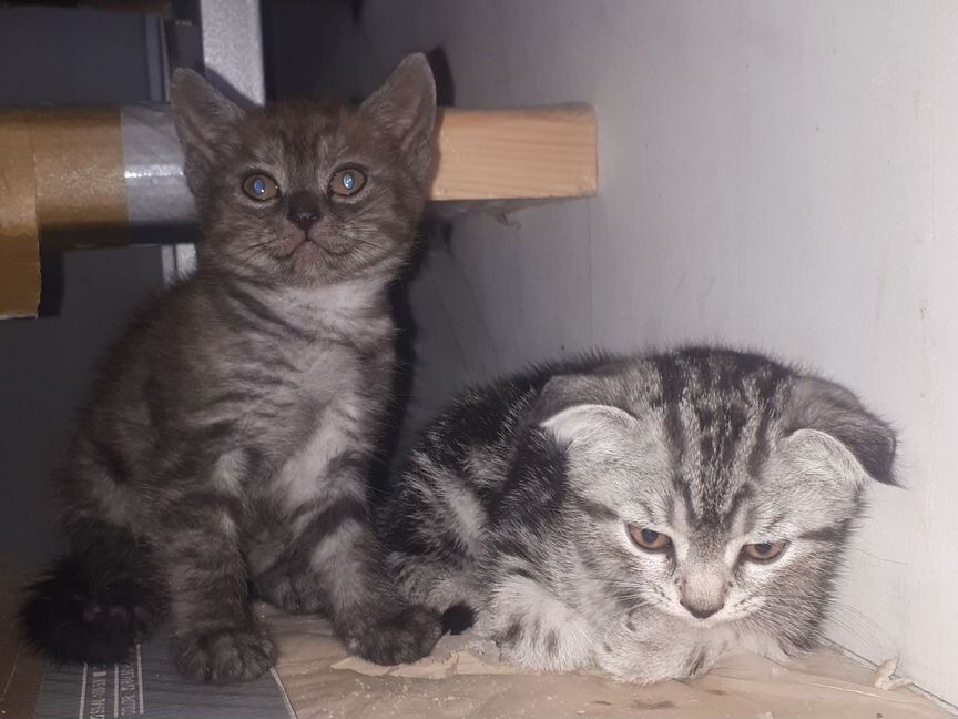 Кошка