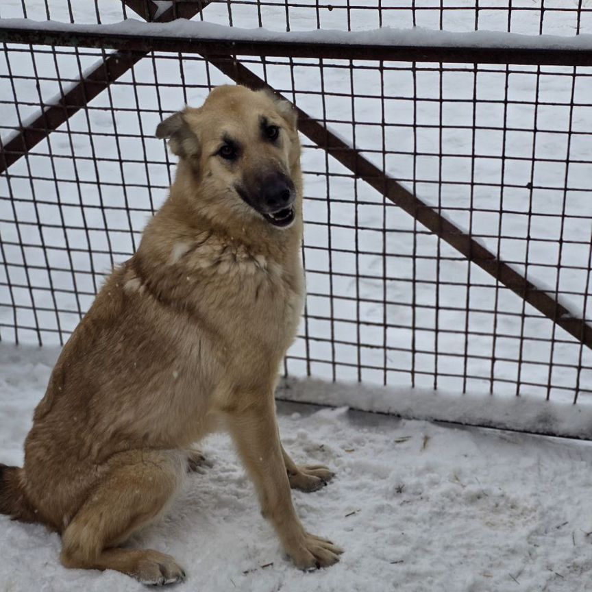 Взрослая собака в добрые руки