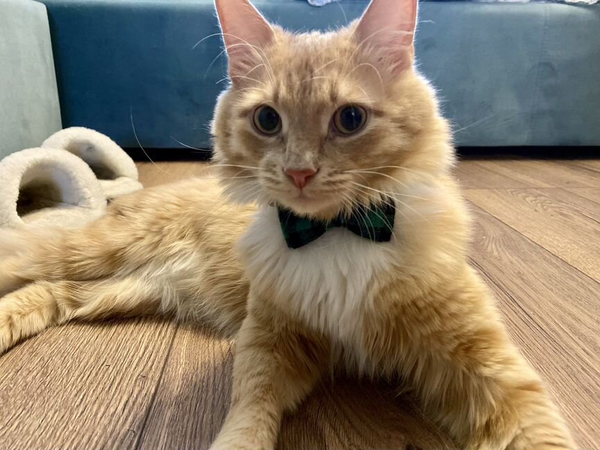 Бабочка для кота