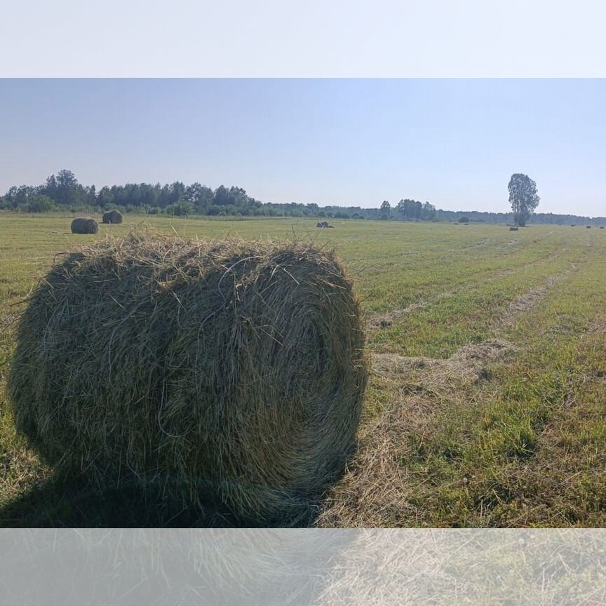 Сено в рулонах