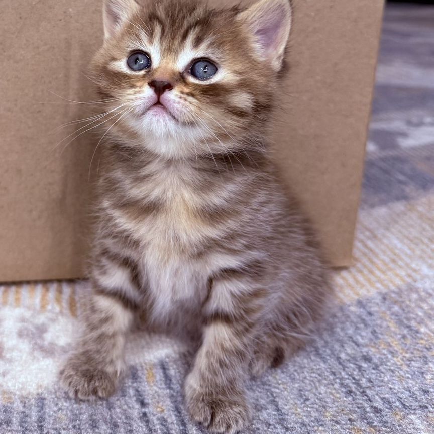 Шотландский прямоухий короткошёрстный котёнок