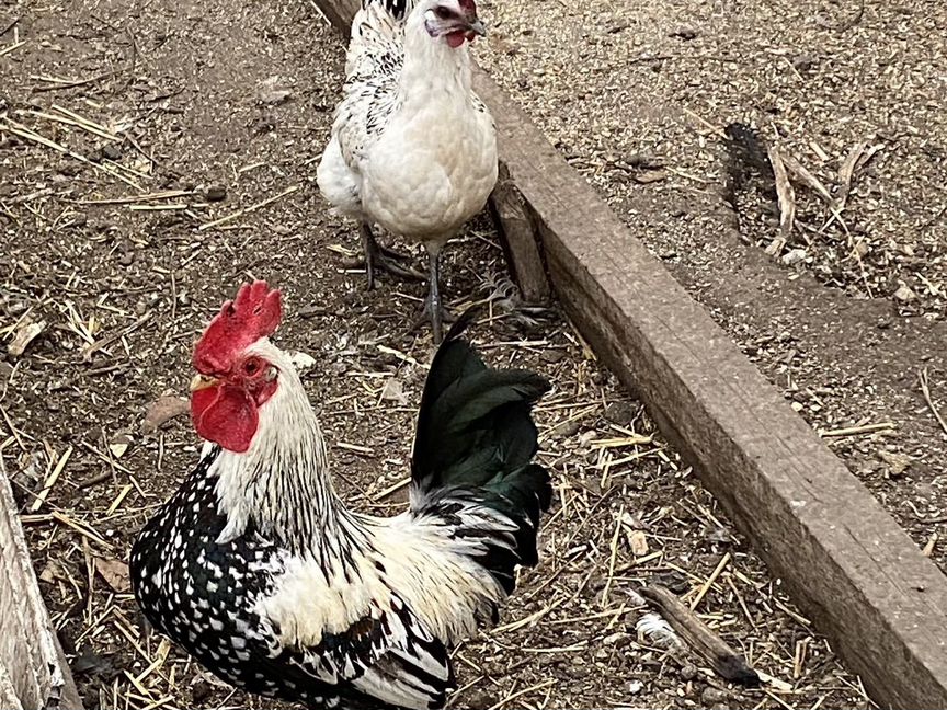 Карликовый петух и курочка