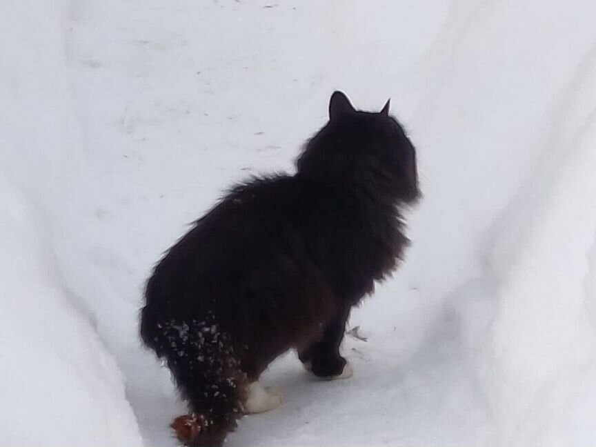 Брошенный кот