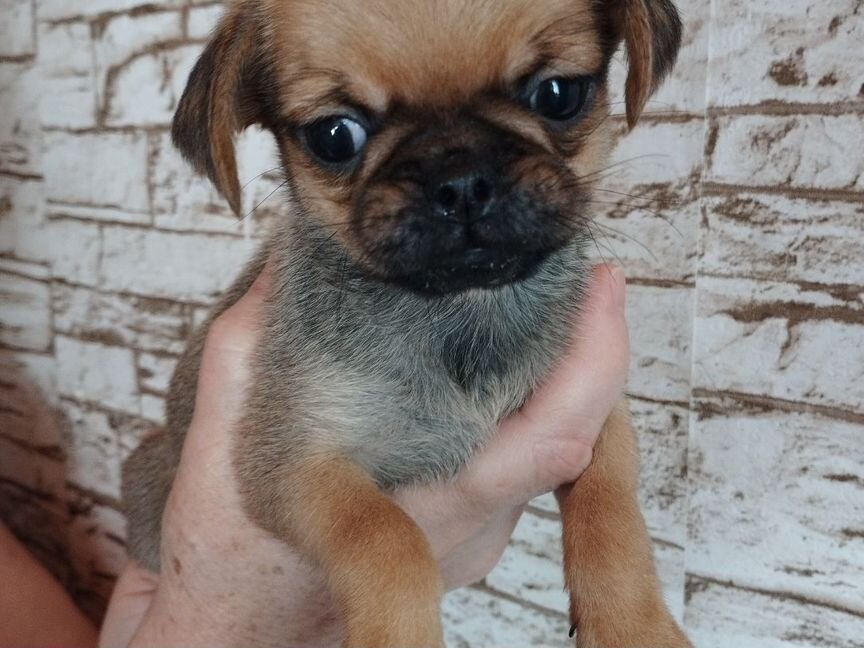 Щенки мопса