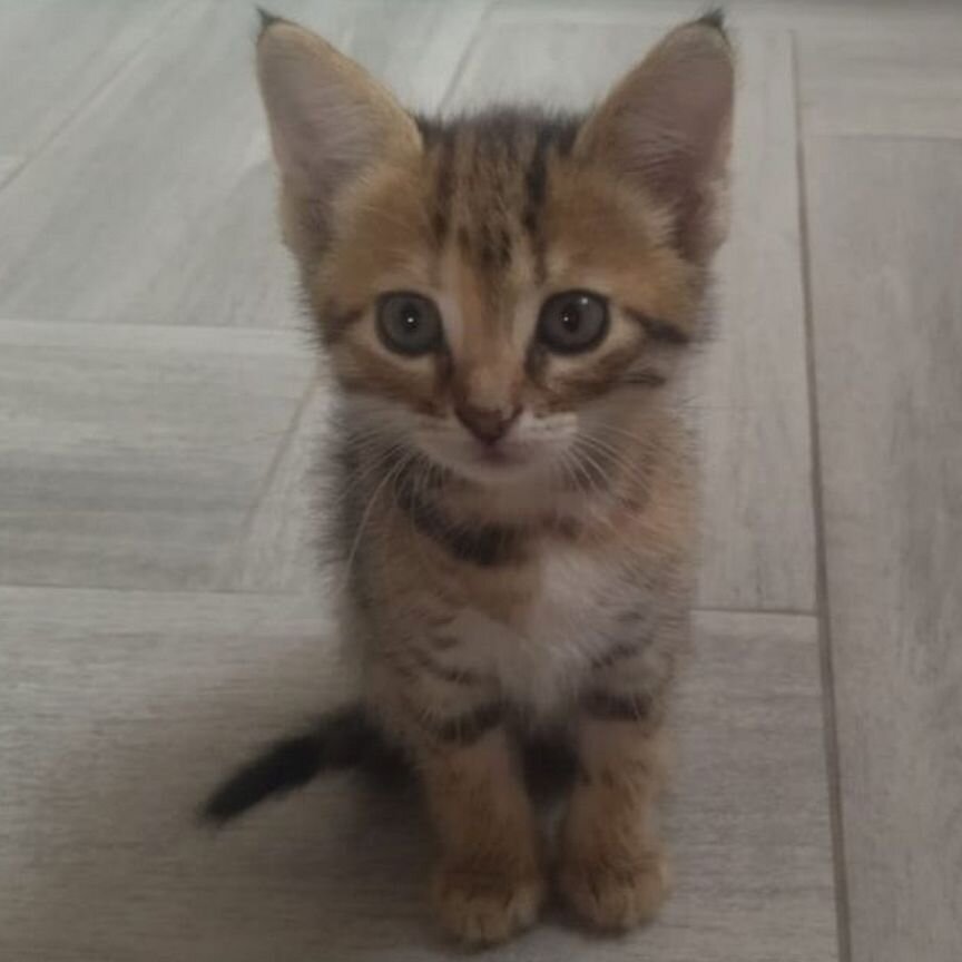 Котята в добрейшие ручки