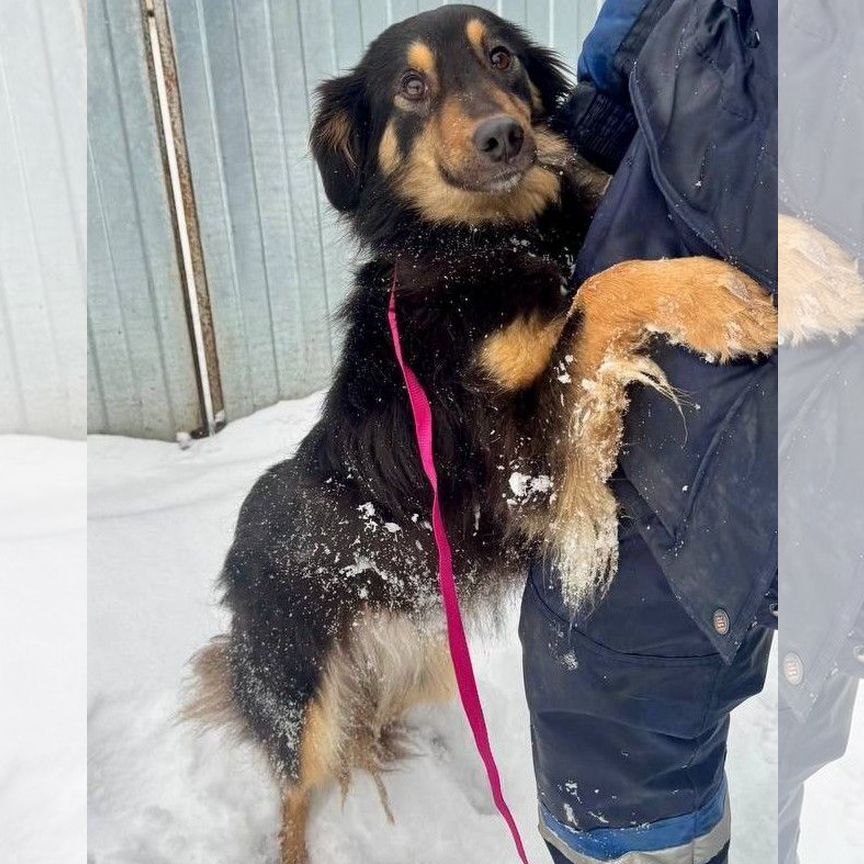 Взрослая собака в добрые руки