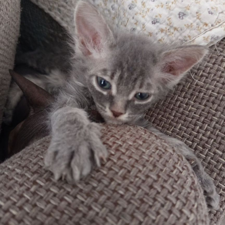 Отдам в добрые руки котенка