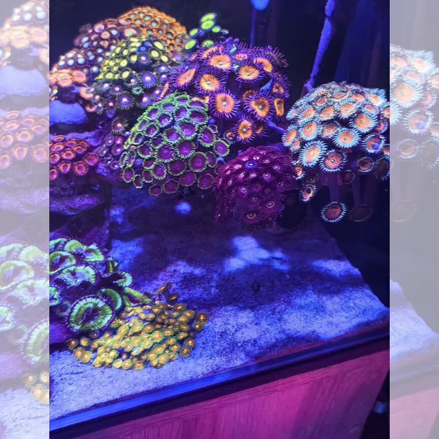 Морской аквариум