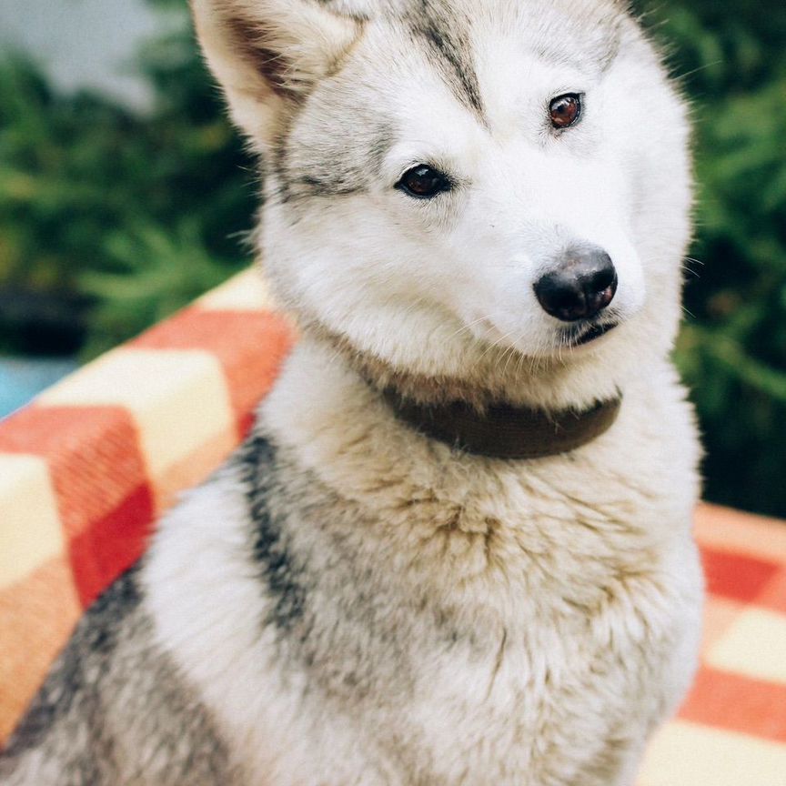 Хаски скоро ждет улица