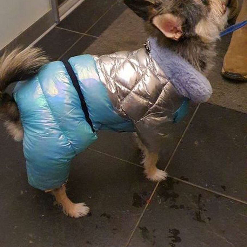 Продам комбинезон для собаки