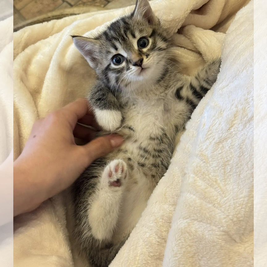 Котёнок в добрые руки