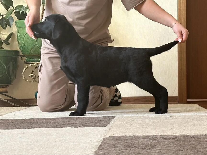 Девочка лабрадора,чёрного окраса,питомник