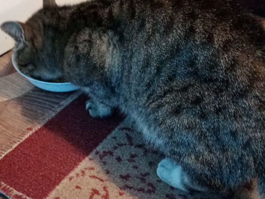 Кошка мышеловка