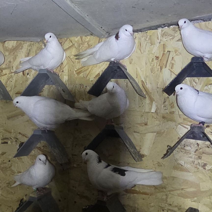 Продажа Ижевских голубей