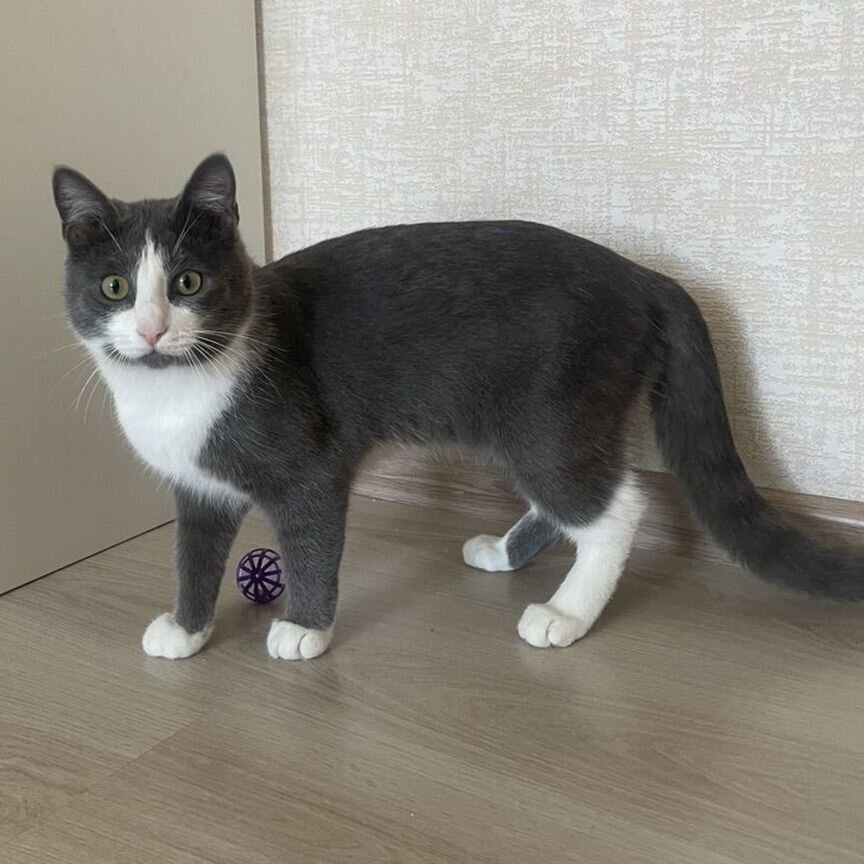Котик бесплатно в добрые руки