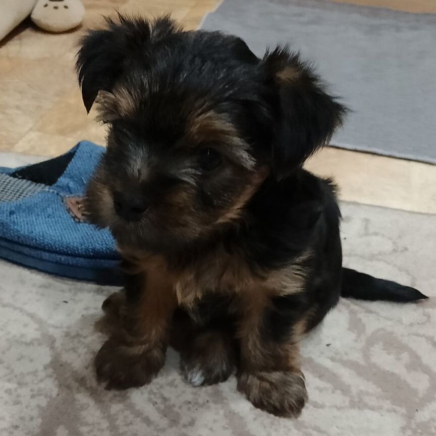 Йоркширский терьер, щенок