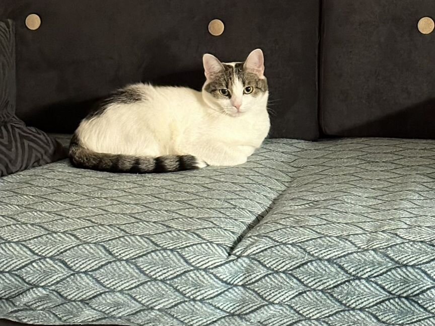 Отдам бесплатно кота