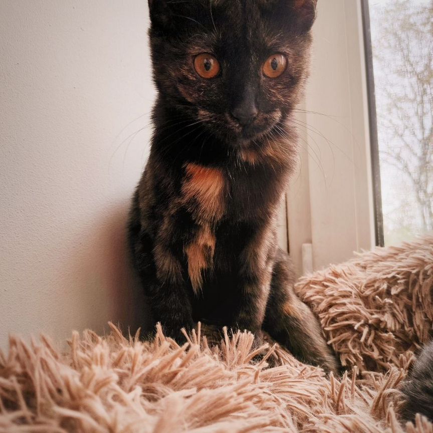 Отдаются котята