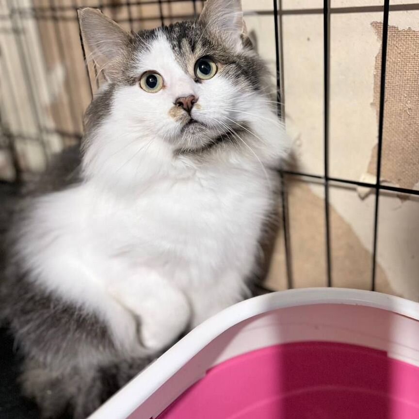 Взрослый кот в добрые руки