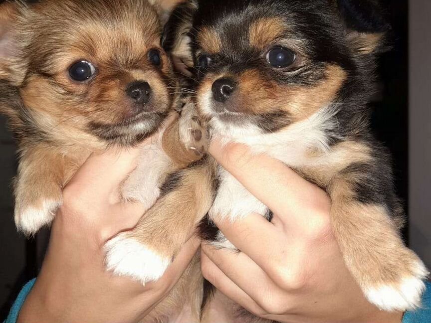 Щенки чихуахуа