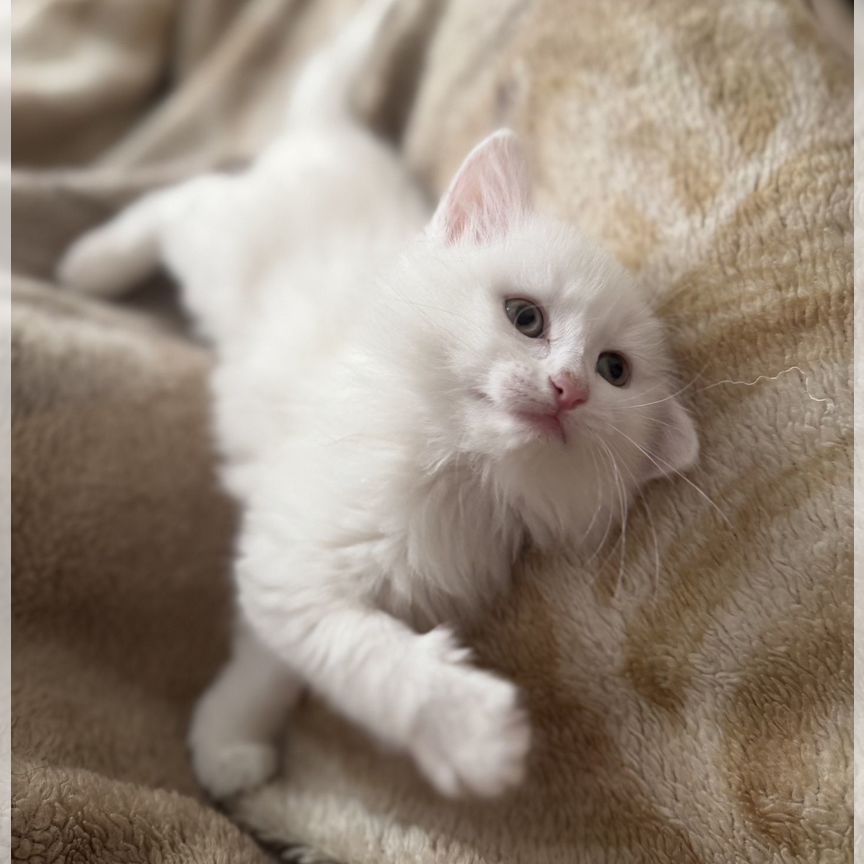 Котёнок в добрые руки