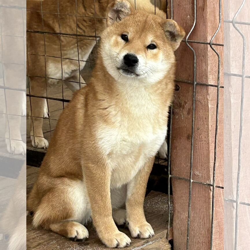 Сиба-ину, щенок