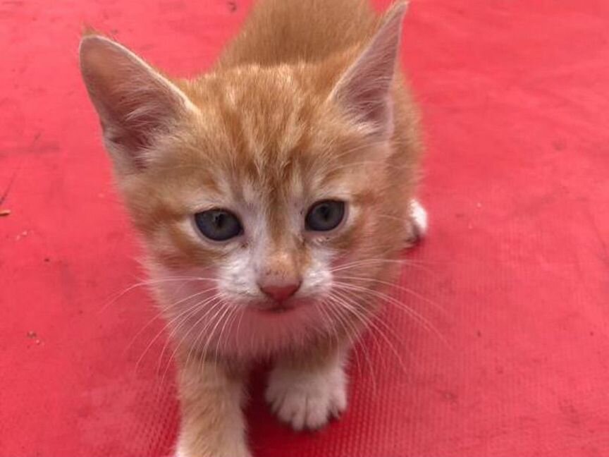 Котёнок 2 месяца