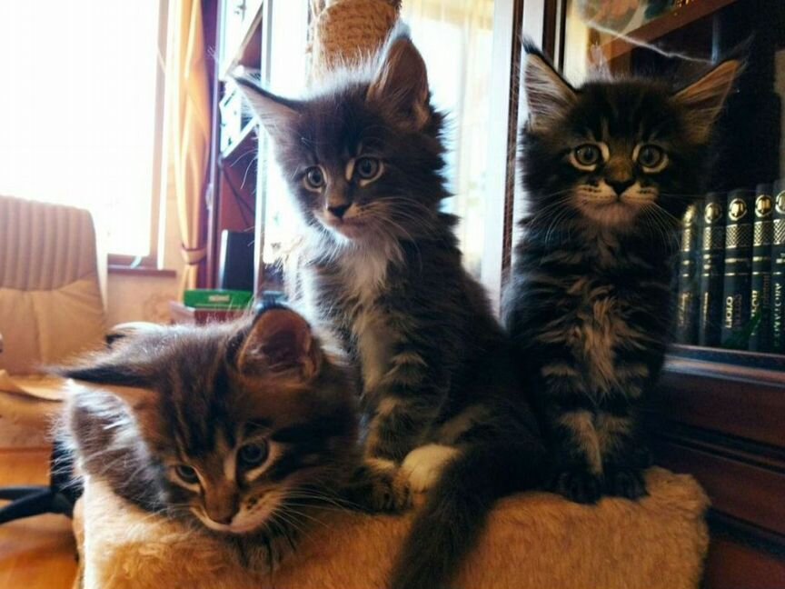 Твой мохнатый гигант