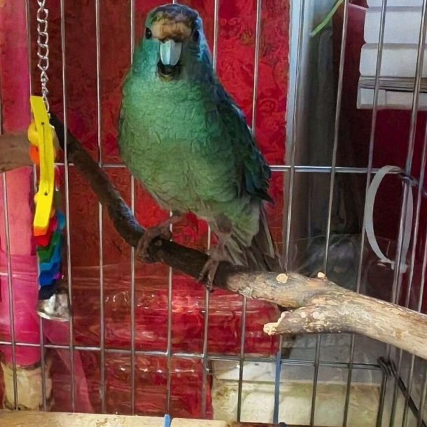 Попугай какарик