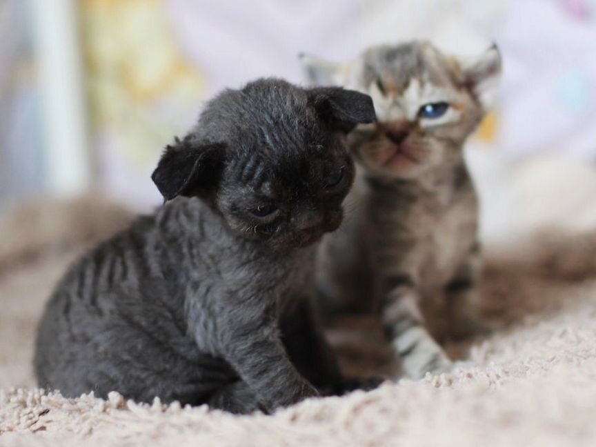 Два котика Девон рекс Магнит и Мазут