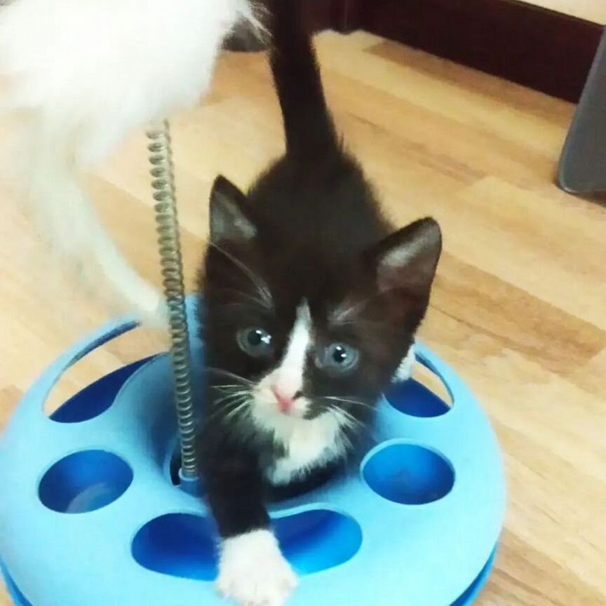 Котёнок в добрые руки