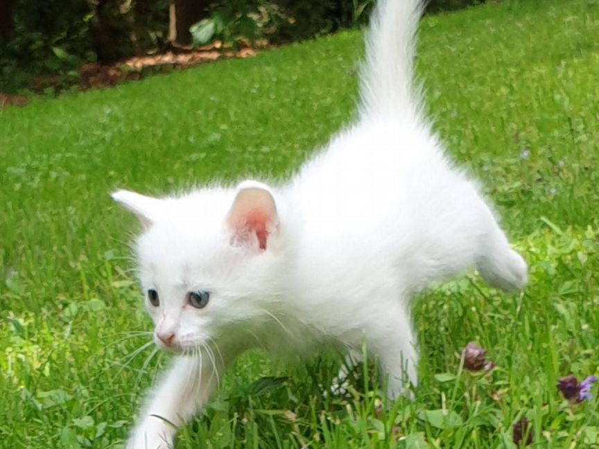 Котенок в добрые руки