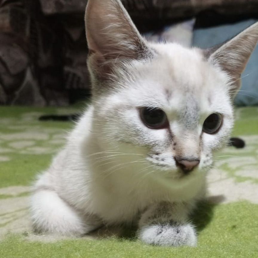 Отдам в хорошие руки двух кошек