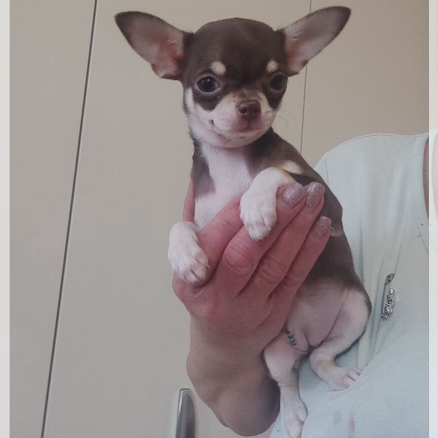 Чихуахуа, щенок