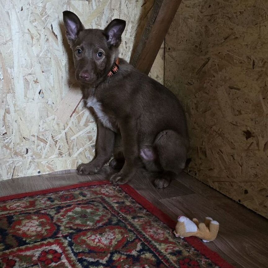 Любимец Шокки