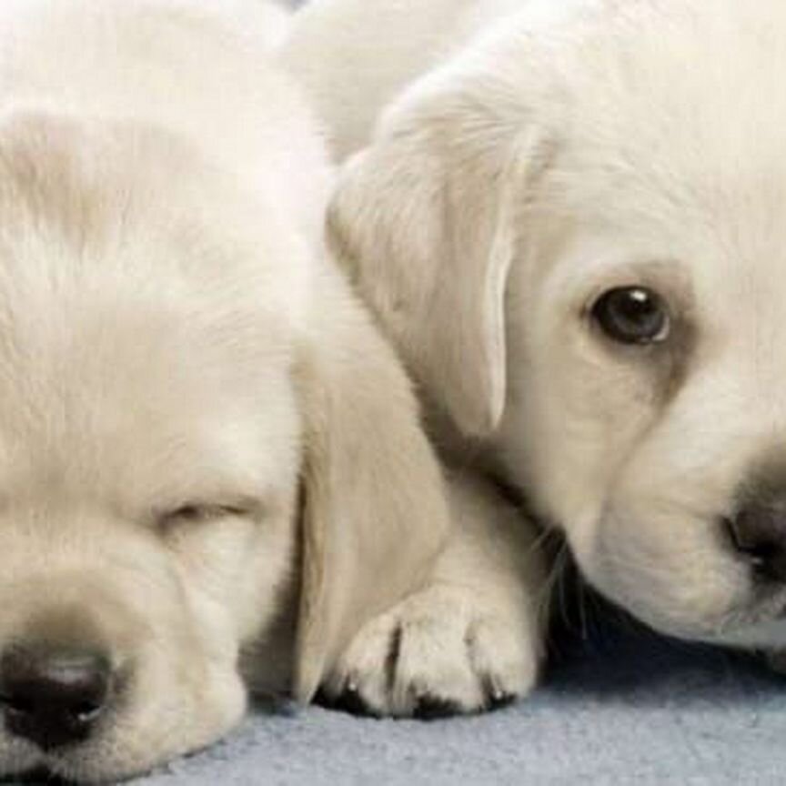 Одна девочка