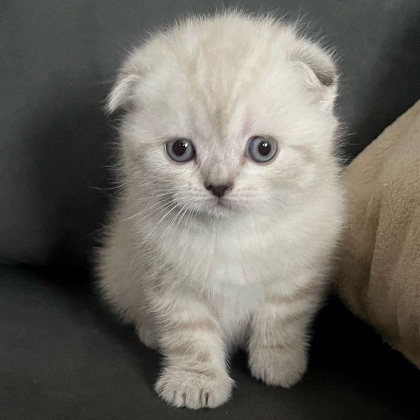 Шотландский вислоухий длинношёрстный котёнок