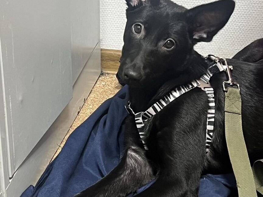 Изящная Дина в ожидании чуда. Щенок