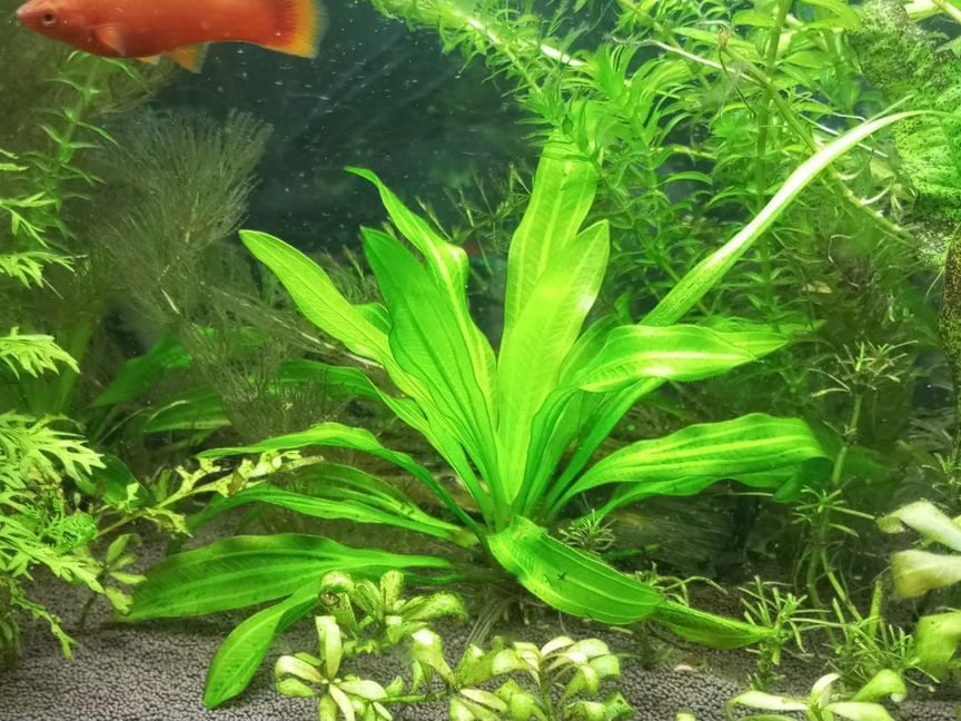 Аквариумные растения