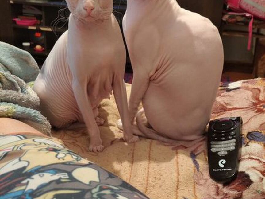 Котята сфинкс