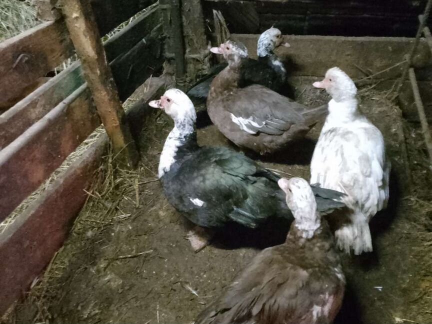 Утки и петухи