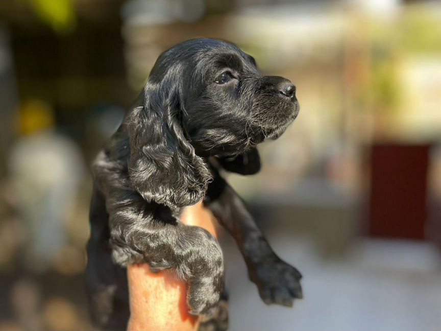 Щенки русского спаниеля