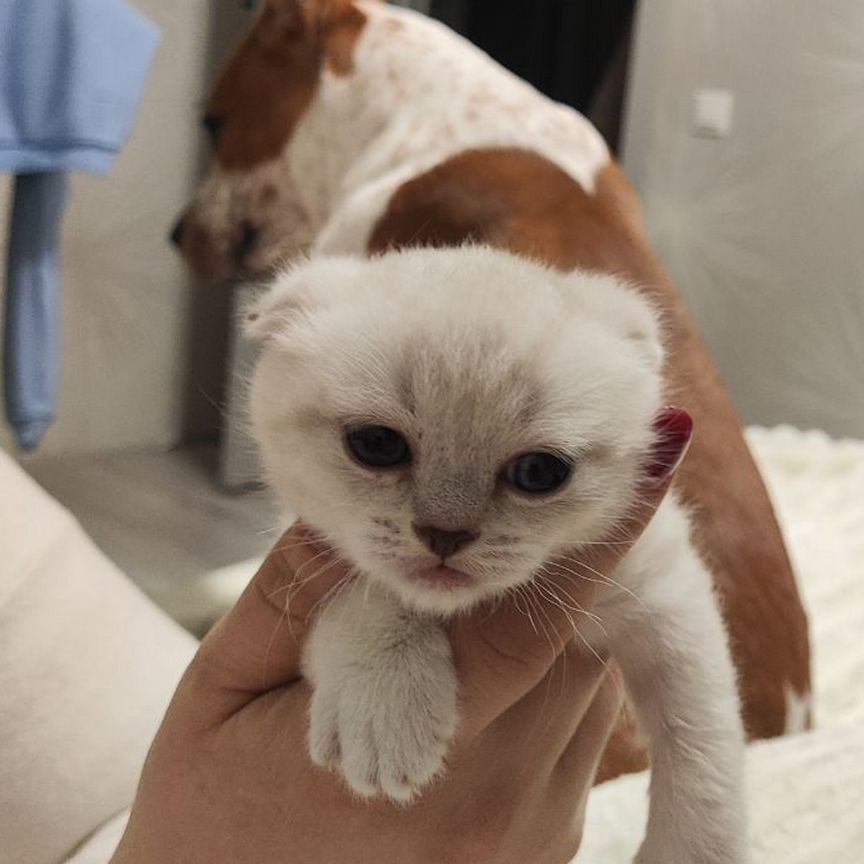 Британский длинношёрстный котёнок