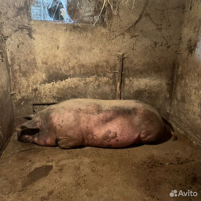 Свиньи дюрок 8 мес