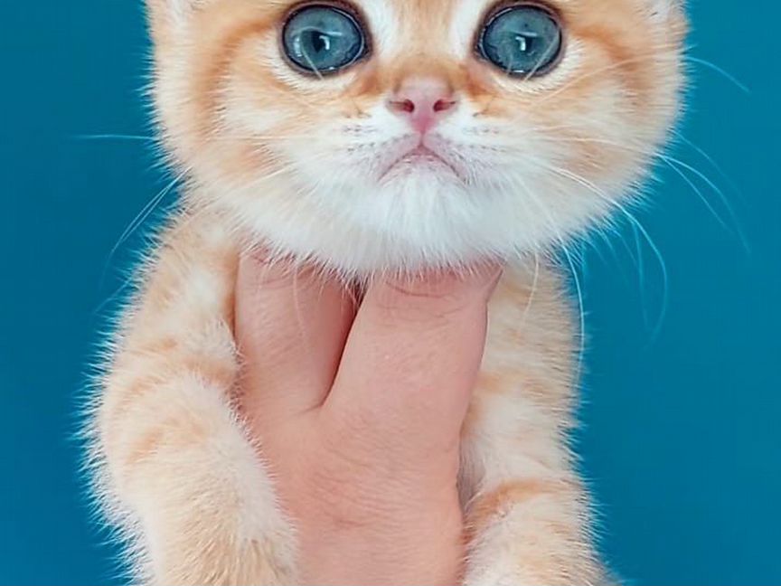 Кошечка золотая шиншилла