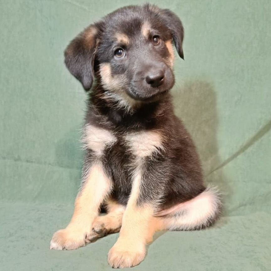 Щенок в добрые руки,2мес,мальчик